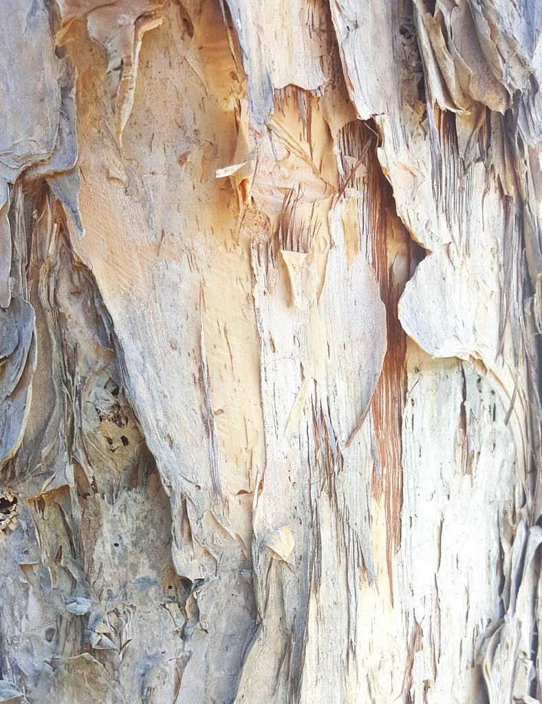 PAPERBARK COLLECTION– Joe Bananas